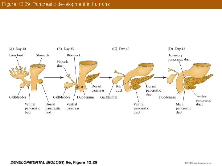 BIOL 370 Developmental Biology Topic 15 Lateral Plate