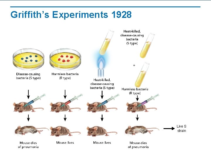Identifying the Substance of the Gene Learning Objectives