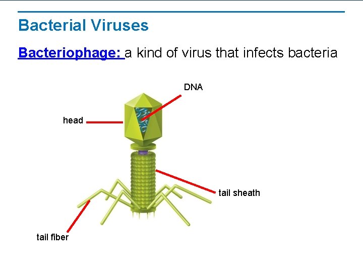 Identifying the Substance of the Gene Learning Objectives