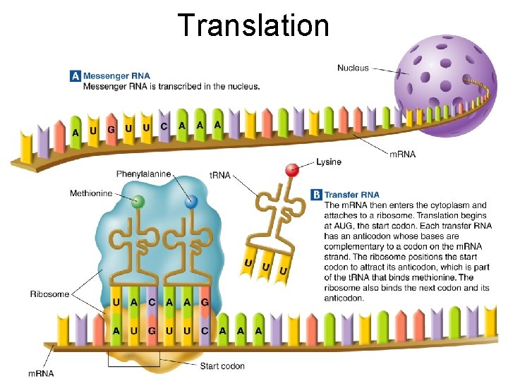 Transcription and Translation What is Transcription It is
