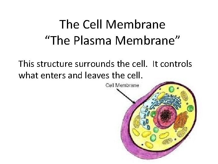 The Cell Membrane The Plasma Membrane This structure