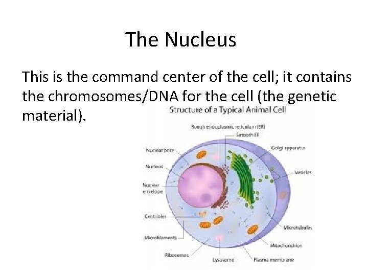 The Cell Membrane The Plasma Membrane This structure