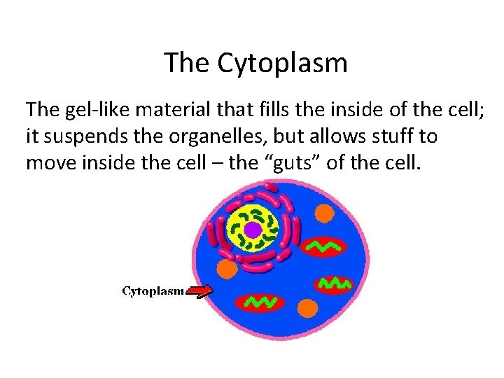 The Cell Membrane The Plasma Membrane This structure