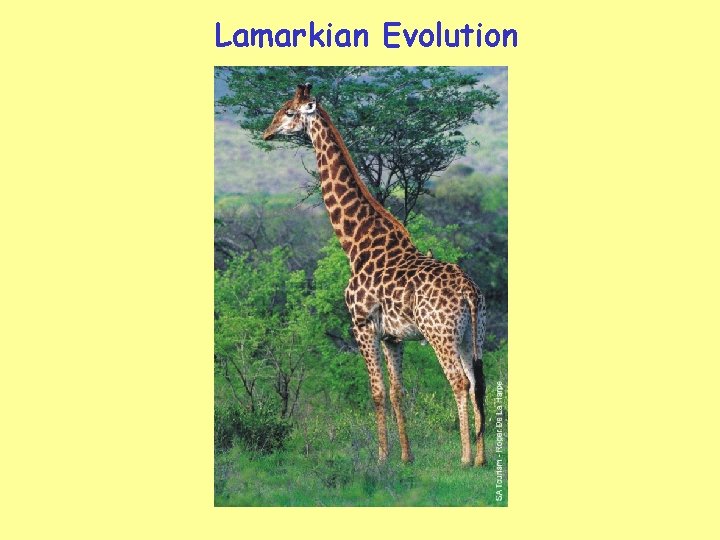 Major Objectives 1 Understand the historical context for