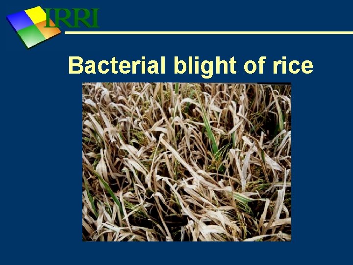 Planning Breeding Programs for Impact Breeding for Resistance