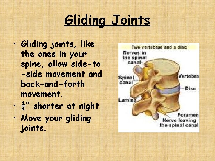 The Skeletal System What Do We Already Know
