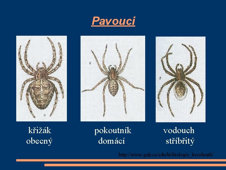 Prodopis 6 ronk Pavoukovci Mgr Helena Roubalov Znaky