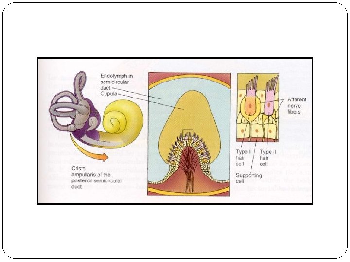 In the name of God The Ear Dr