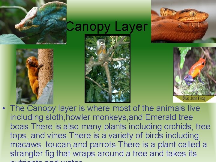 Rainforest By Kristoffer and Tyler What is a