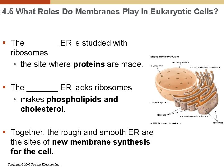 4 5 What Roles Do Membranes Play In