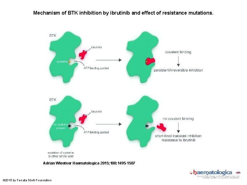 The role of Bcell receptor inhibitors in the