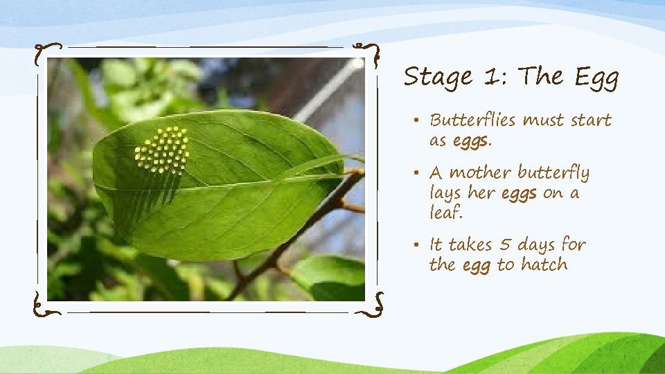 The Butterfly Life Cycle Brianna Meitzler Kindergarten Science