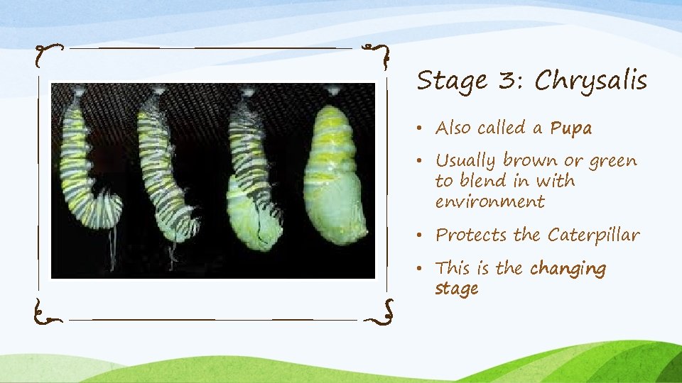 The Butterfly Life Cycle Brianna Meitzler Kindergarten Science