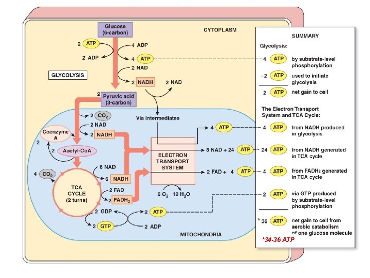 Metabolism Introduction Carbohydrate Metabolism Lipid Metabolism ...