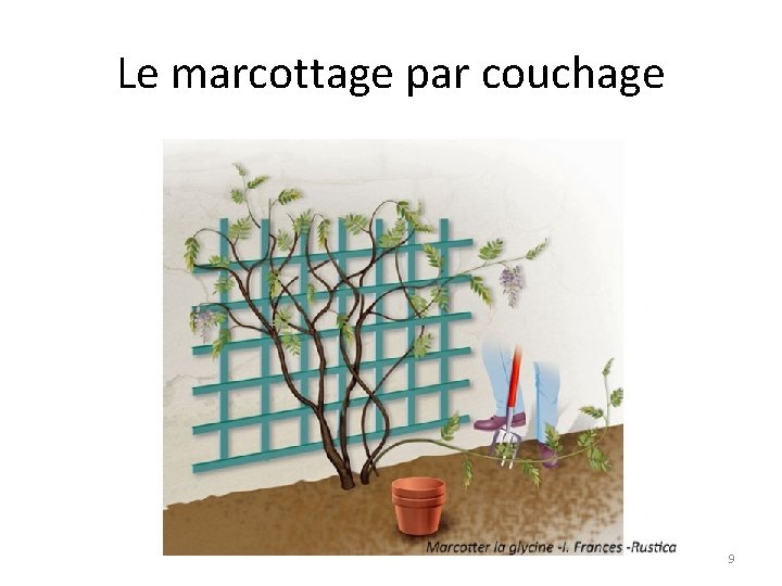 Troisime partie Partie II Multiplication vgtative Bouturage marcottage