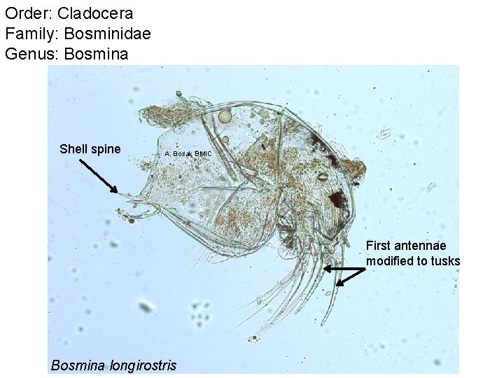 Zooplankton Bay Mills Indian Community Water Quality Amanda