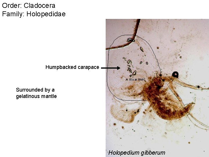 Zooplankton Bay Mills Indian Community Water Quality Amanda