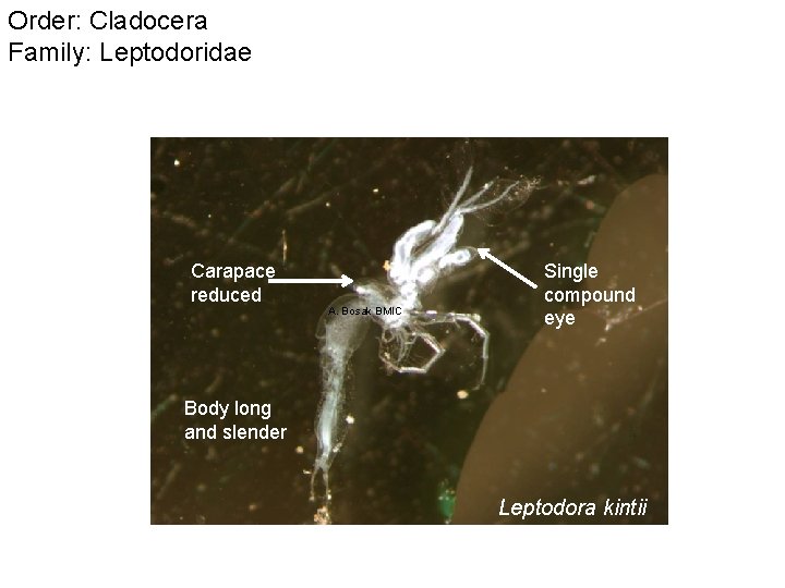 Zooplankton Bay Mills Indian Community Water Quality Amanda