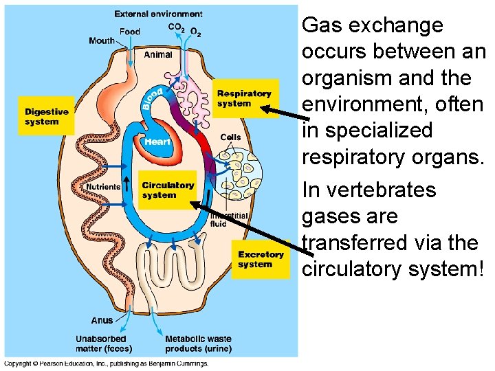 Biology 103 Main pointsQuestions 1 How do your