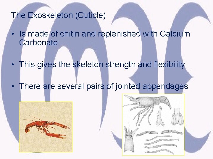 CRUSTACEA STOMATOPODA DECAPODA SYSTEMATICS PHYLUM ARTHROPODA SUBPHYLUM ...
