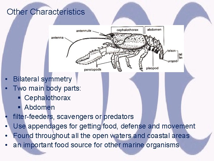CRUSTACEA STOMATOPODA DECAPODA SYSTEMATICS PHYLUM ARTHROPODA SUBPHYLUM ...
