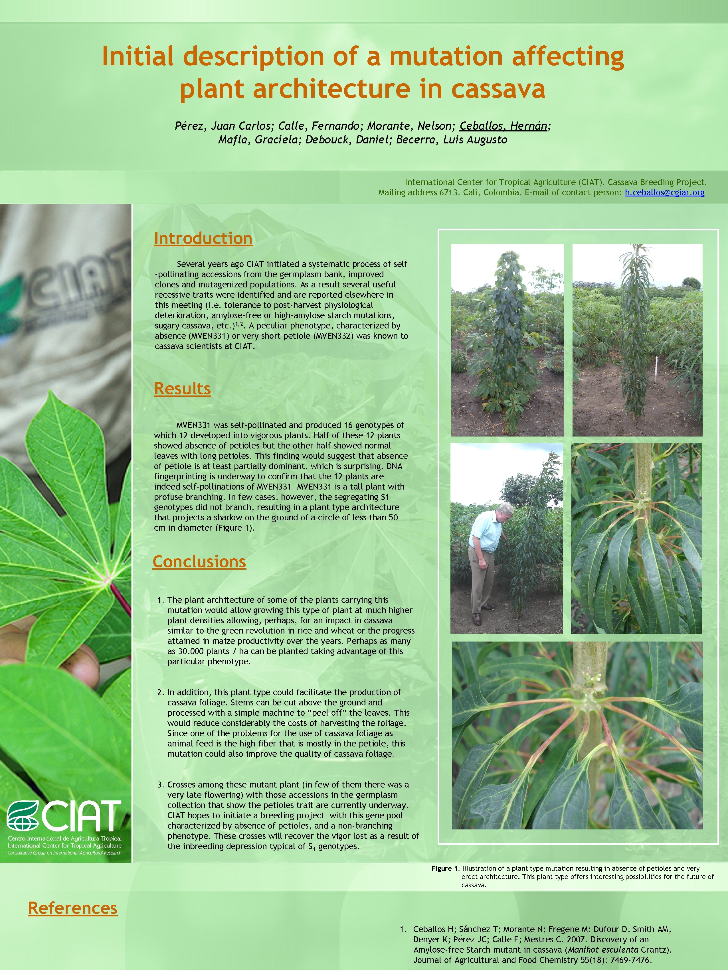 Initial description of a mutation affecting plant architecture