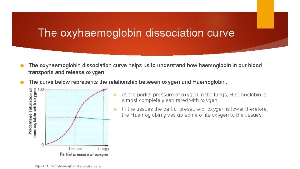 The Transportation Of Oxygen The Transportation Of Oxygen