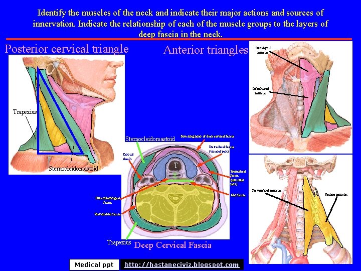 Identify the muscles of the neck and indicate