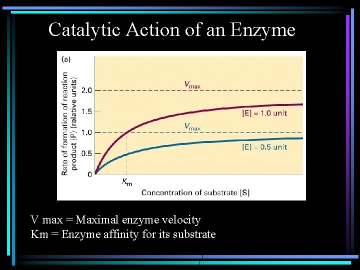 Protein Structure Function Presented By Shyla Neher February