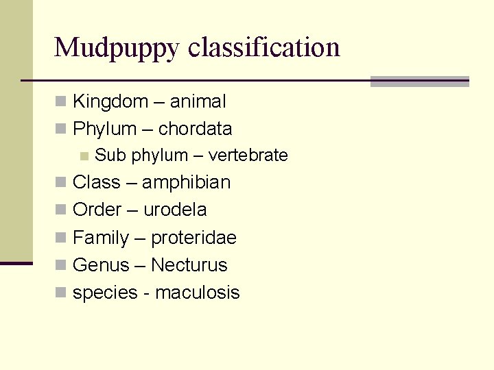 Mudpuppy Necturus maculosis Evolution of amphibians n Evolved