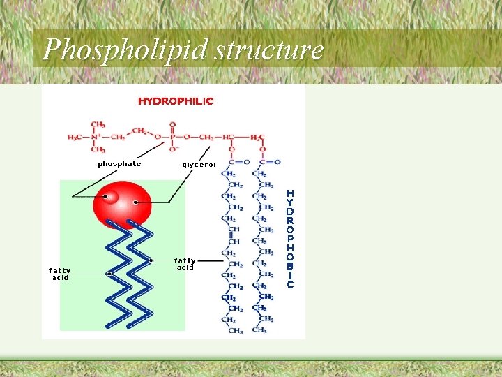 Lecture 2 Date Chapter 4 Carbon The Molecular