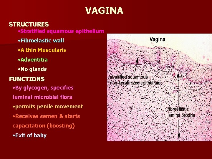 ANATOMY EMBRYOLOGY REPRODUCTIVE PHYSIOLOGY OYA AKCIN M D