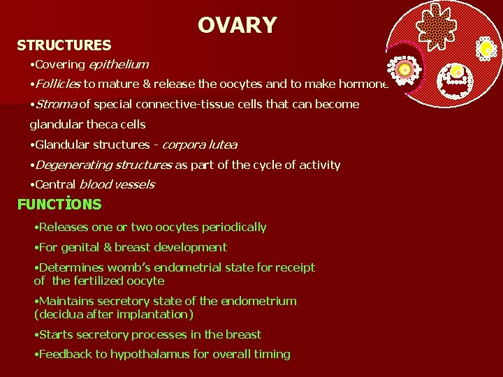 ANATOMY EMBRYOLOGY REPRODUCTIVE PHYSIOLOGY OYA AKCIN M D