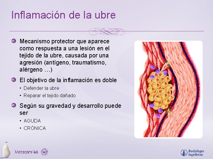 Mastitis e inflamacin centrando el problema Manuel Cervio
