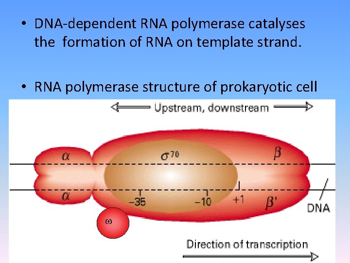 TRANSCRIPTION IN PROKARYOTES PRESENTED BY FLORENCE PGT BIOLOGY