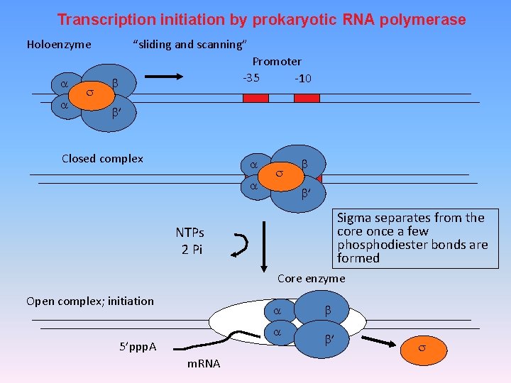 TRANSCRIPTION IN PROKARYOTES PRESENTED BY FLORENCE PGT BIOLOGY