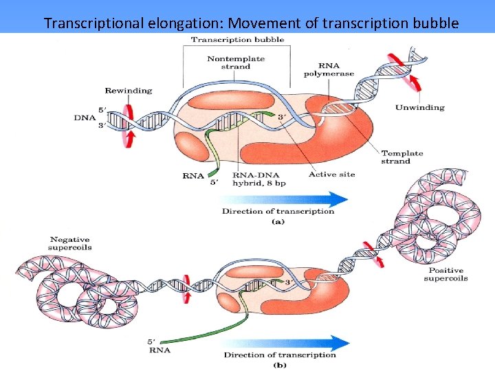 TRANSCRIPTION IN PROKARYOTES PRESENTED BY FLORENCE PGT BIOLOGY