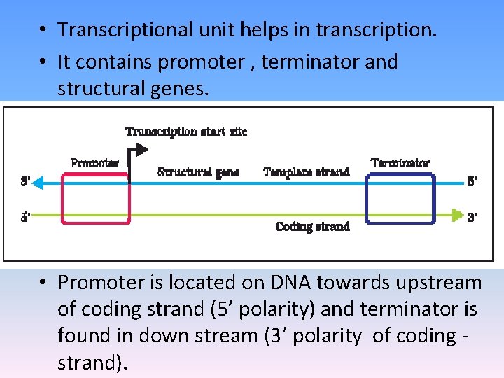 TRANSCRIPTION IN PROKARYOTES PRESENTED BY FLORENCE PGT BIOLOGY