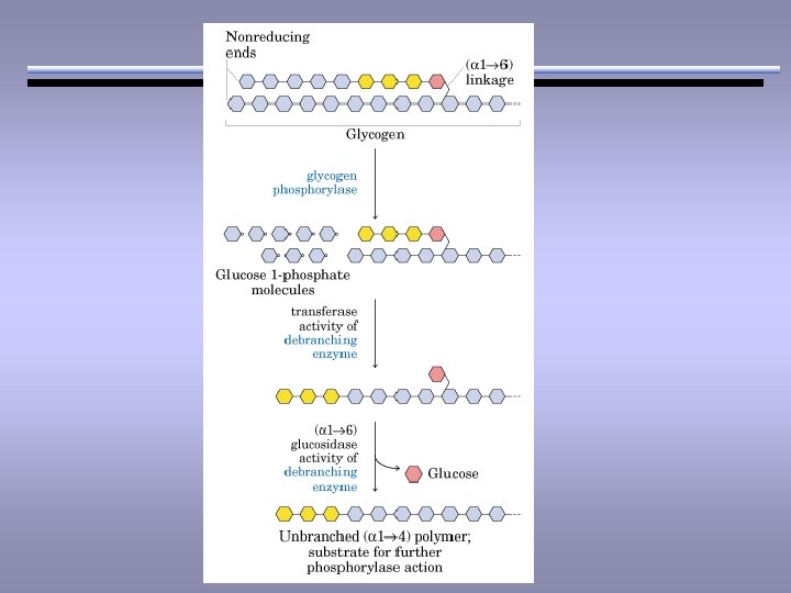 Qumica Biolgica METABOLISMO DEL GLUCGENO GLUCOGENOGNESIS GLUCOGENOLISIS 5
