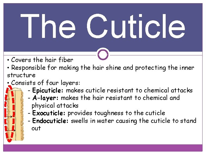 ntegumentary System NICOLE MONSALVE Integumentary System The Integumentary