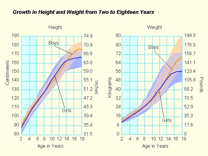 Growth in Height and Weight from Two to