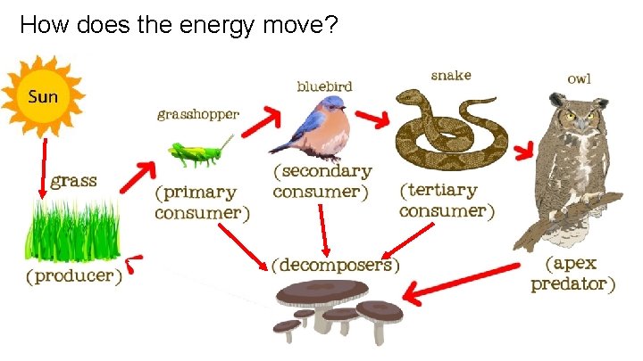Biology RLO 3 Energy Flow in Ecosystems Think