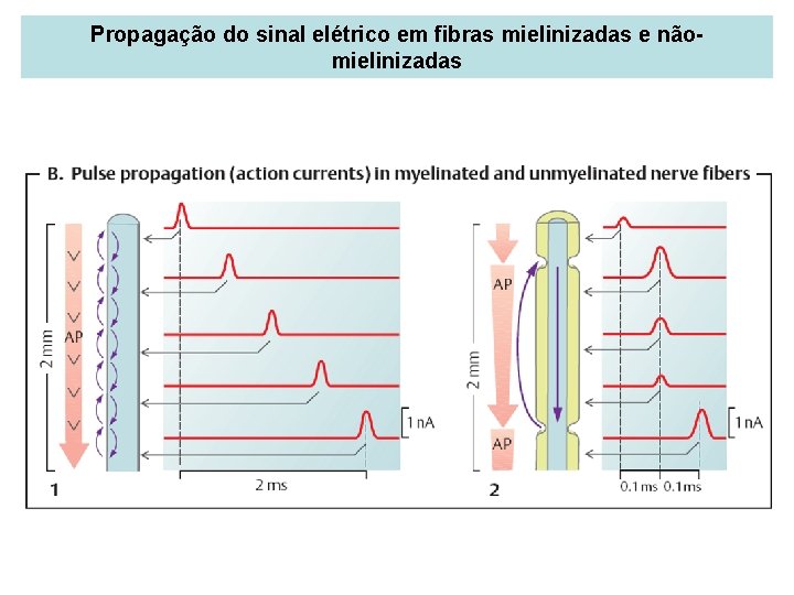 O Sistema Nervoso O sistema nervoso controla o