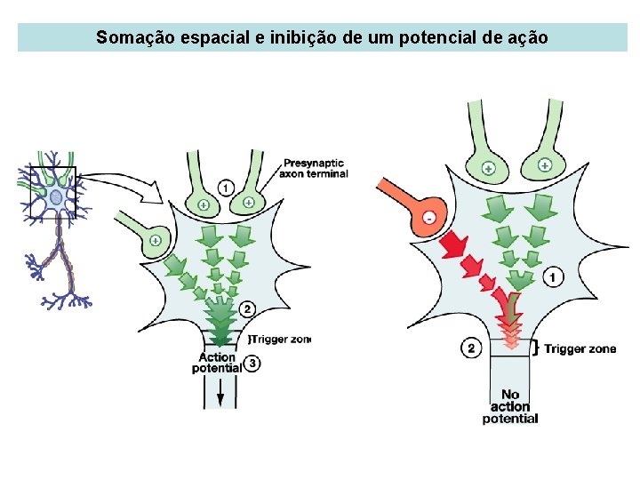 O Sistema Nervoso O sistema nervoso controla o