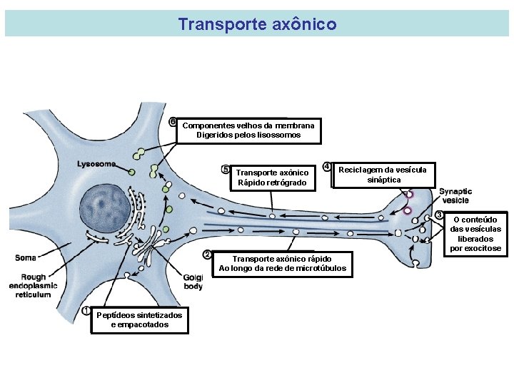 O Sistema Nervoso O sistema nervoso controla o