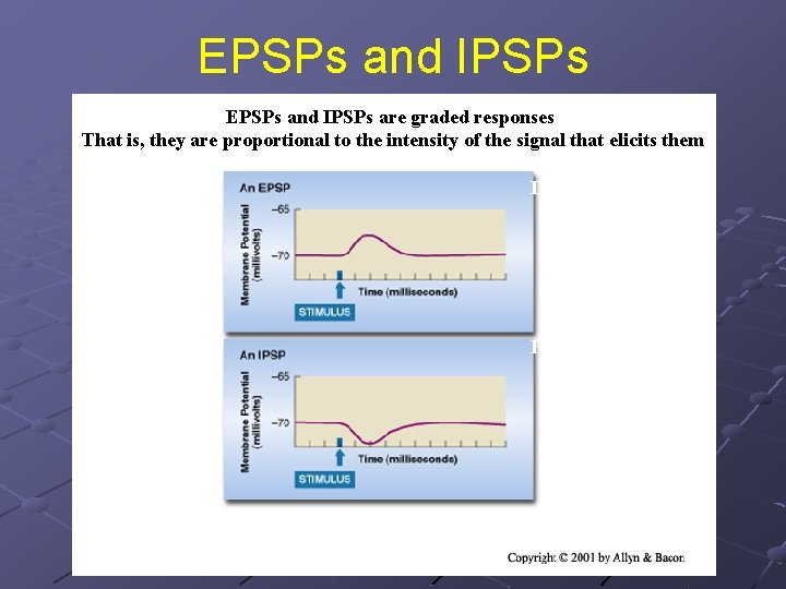 Types of Neurons The Neuron The Cell Membrane