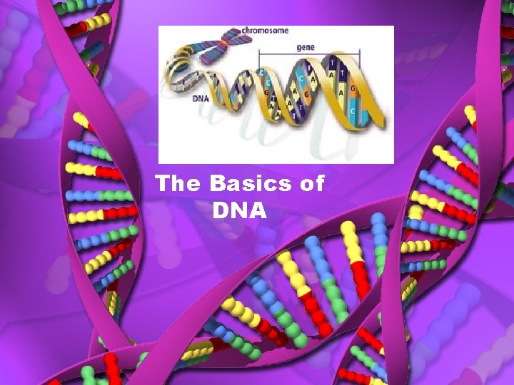 If the DNA of one cell is stretched