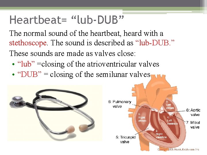 12 2 Monitoring the Circulatory System SBI 3