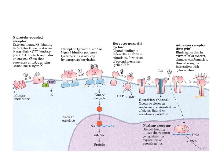 Signal transduction Parmar Krupal General features of signal
