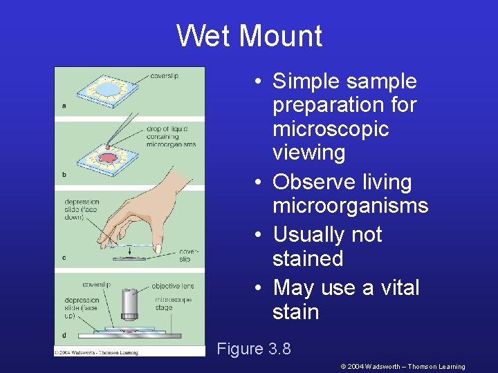Chapter 3 Methods of Studying Microorganisms 2004 Wadsworth